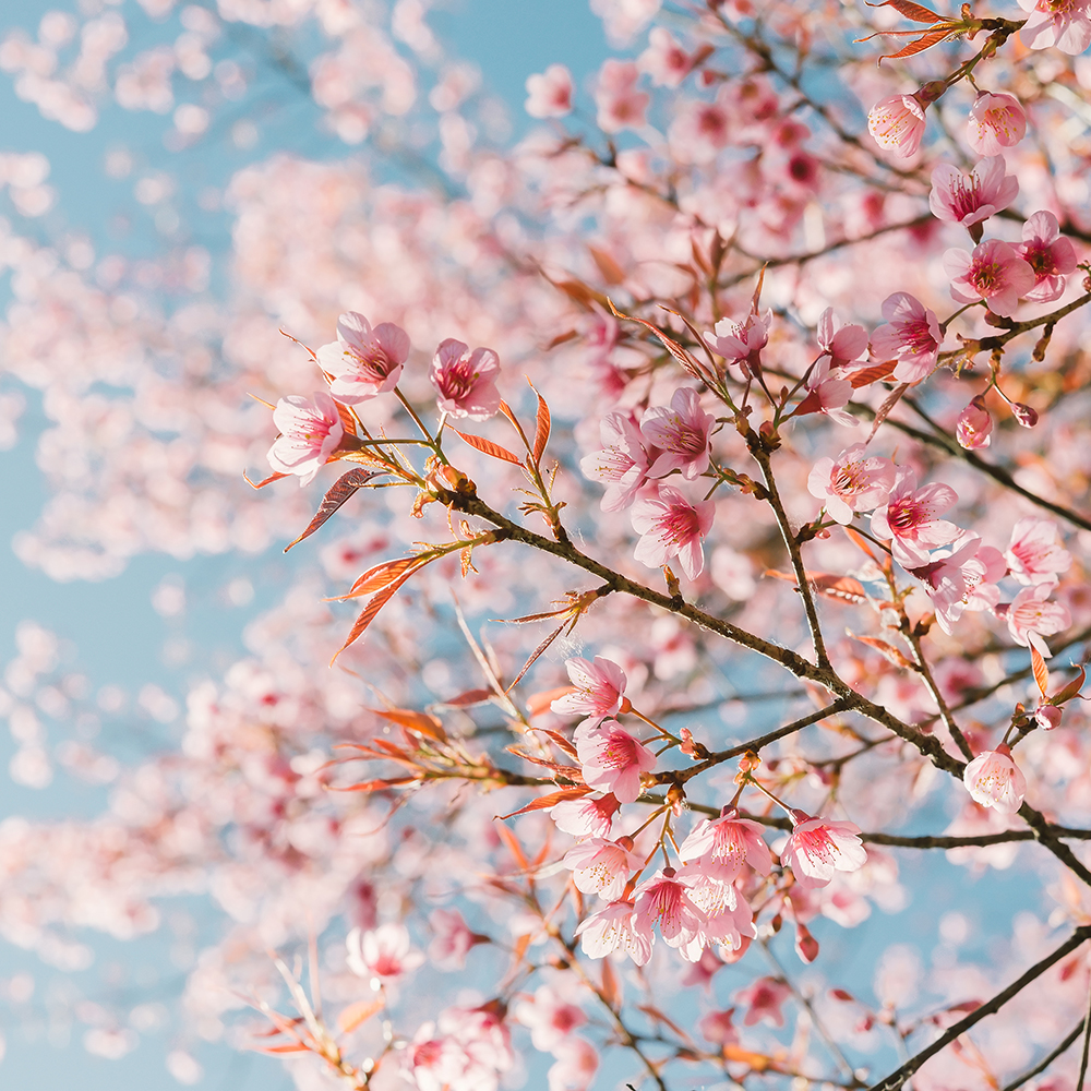 ROSE MILLENIUM 5183-28 - Boomerang Paint